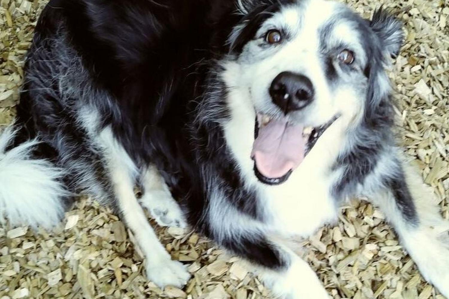 Senior Dog Rescue of Oregon review in Corvallis, Oregon | MyPetMaps